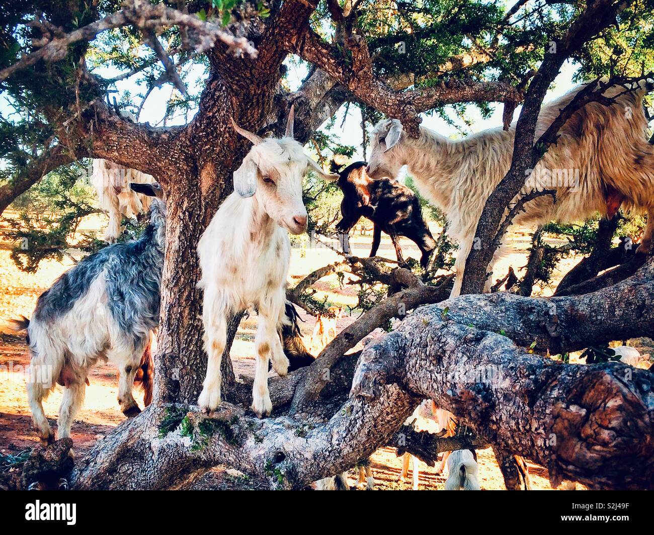 Goat in an argan tree hi-res stock photography and images - Alamy