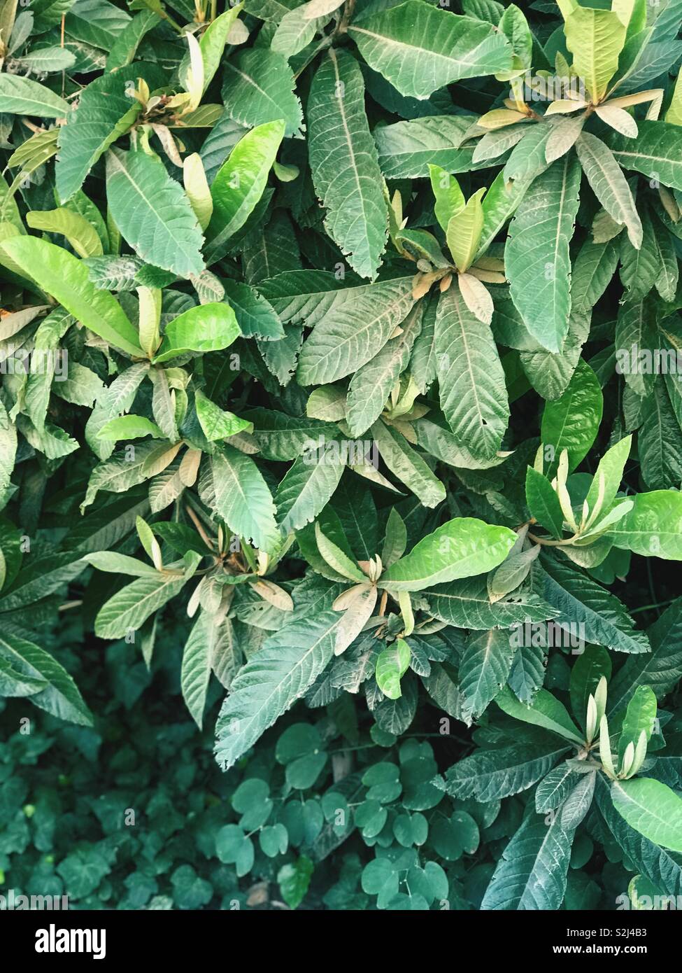 A bat tree Stock Photo - Alamy
