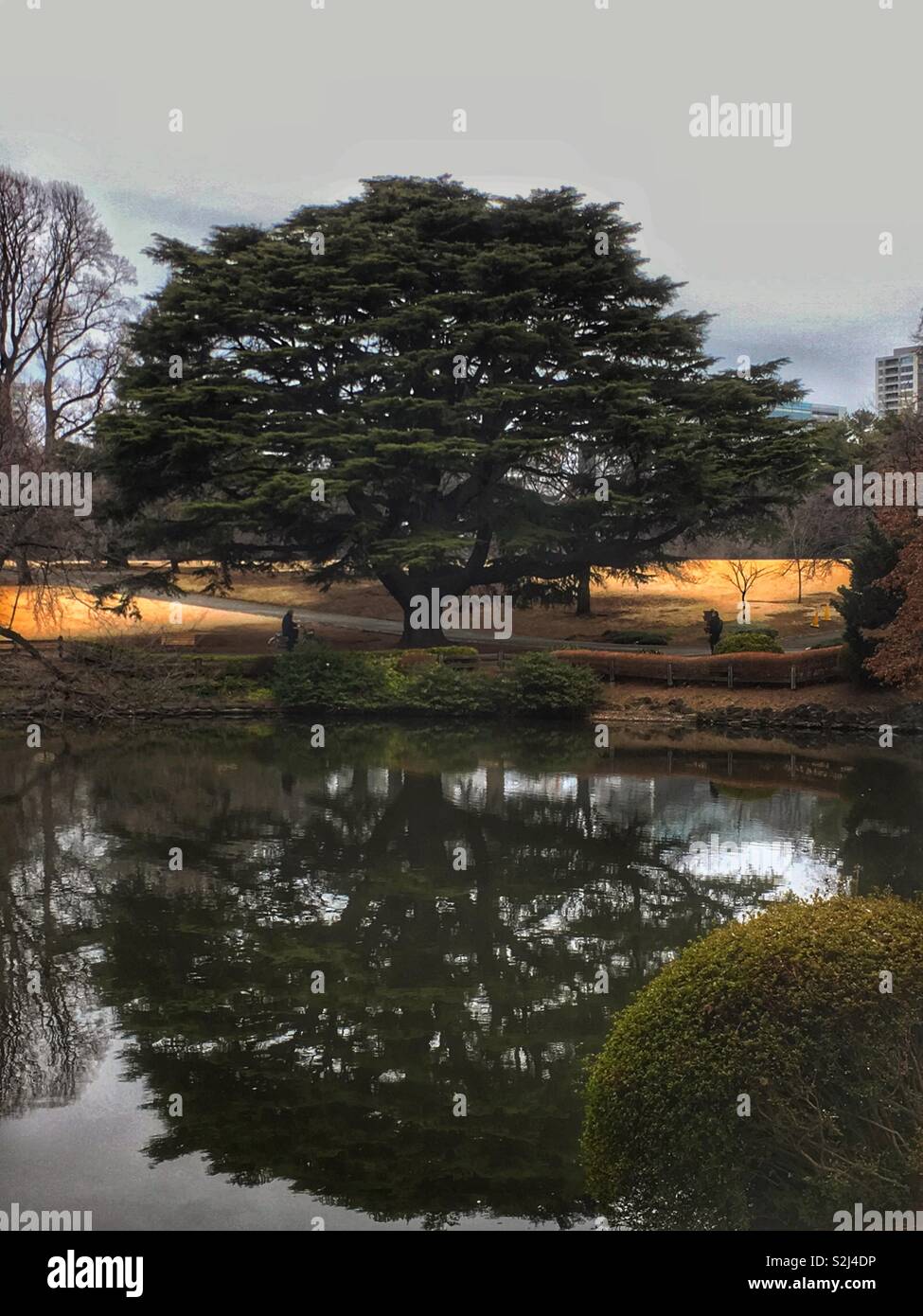 Tree Reflection - Location: Shinjuku Gyoen, Tokyo, Japan; February 2019 ...