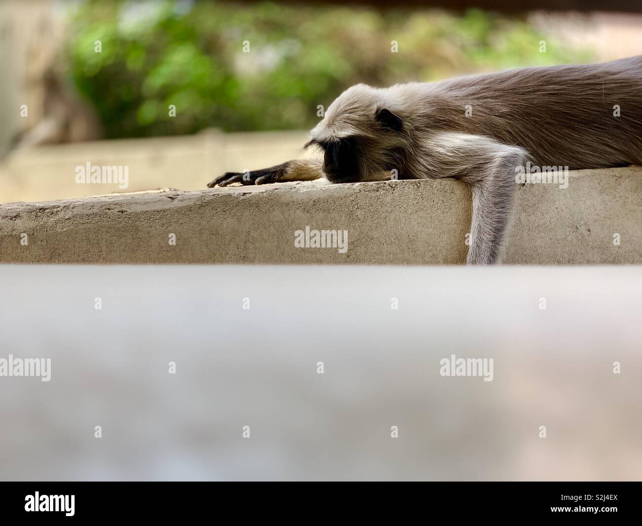 Monkey sleeping hi-res stock photography and images - Alamy