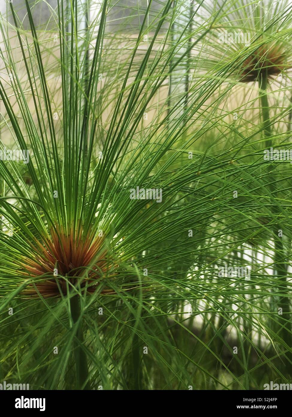 Papyrus plant - Location: Shinjuku Gyoen, Tokyo, Japan; February 2019 ...