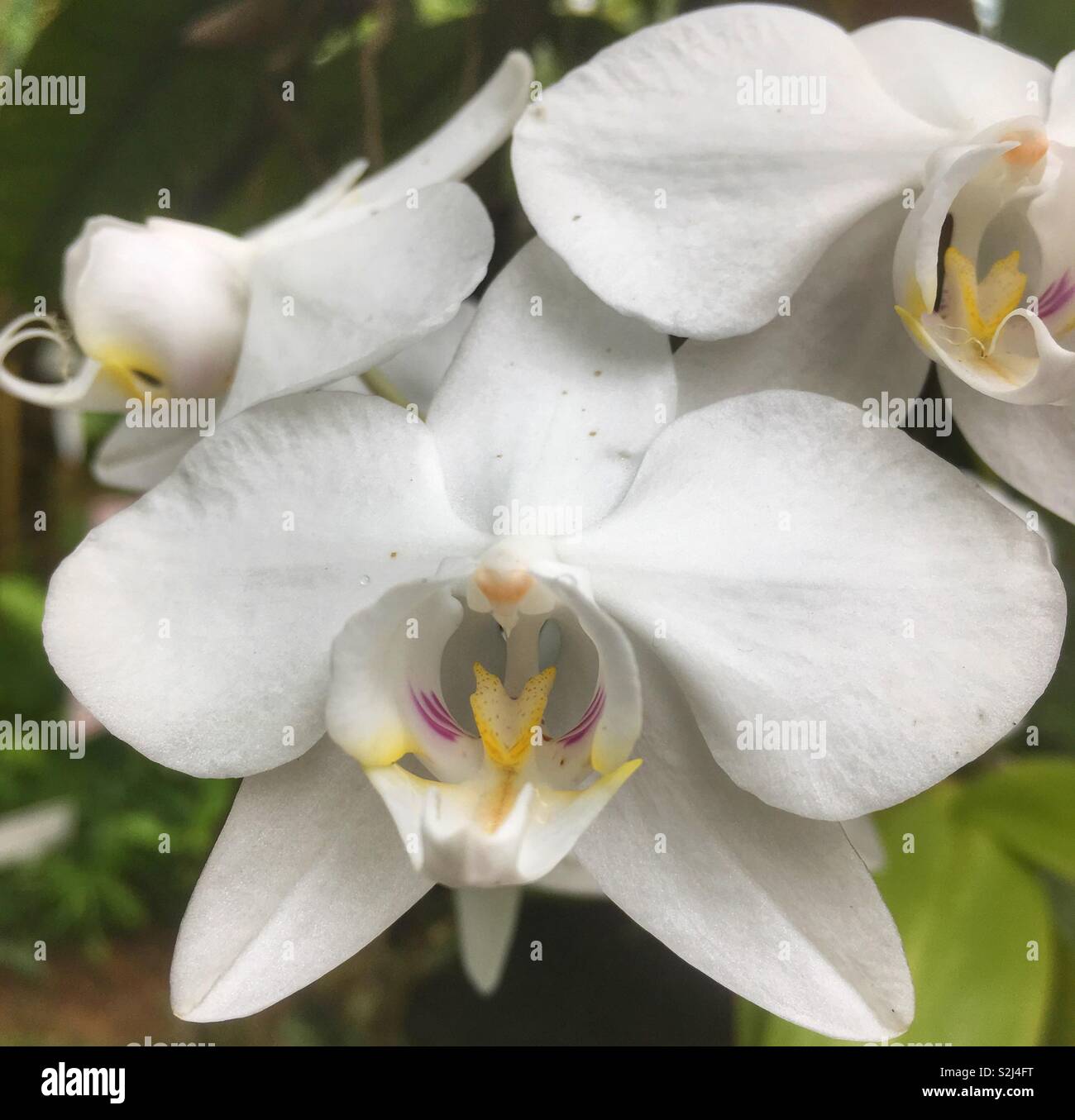 White orchids - Location: Shinjuku Gyoen, Tokyo, Japan; February 2019 ...
