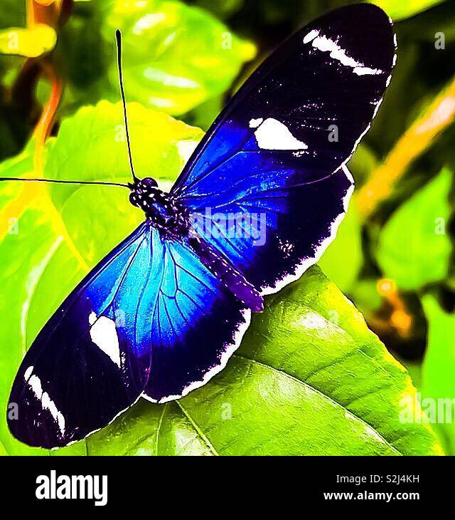 Wye valley butterfly zoo hi-res stock photography and images - Alamy