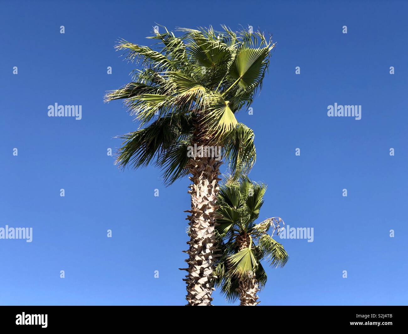 Swaying palm trees hi-res stock photography and images - Alamy