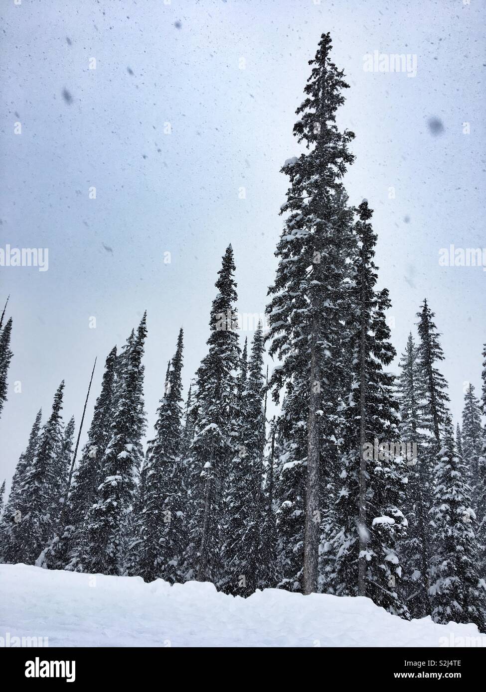 Tall evergreens in forest in hi-res stock photography and images - Alamy