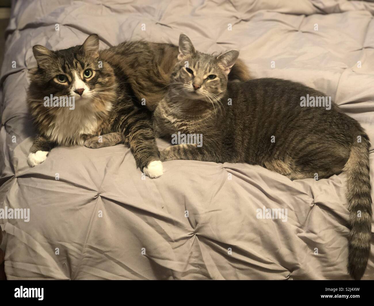 Protecting cats hi-res stock photography and images - Alamy