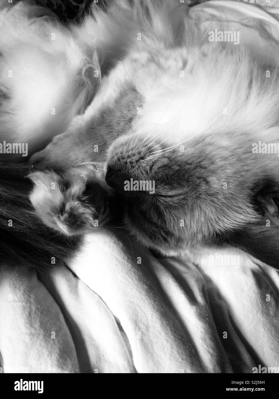 Glasgow cat hi-res stock photography and images - Alamy