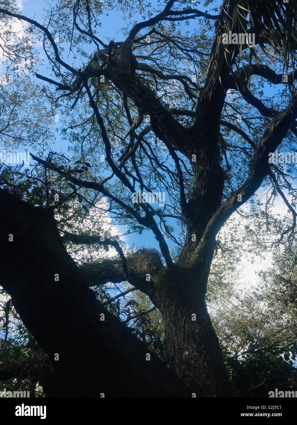 Old oak tree Stock Photo - Alamy