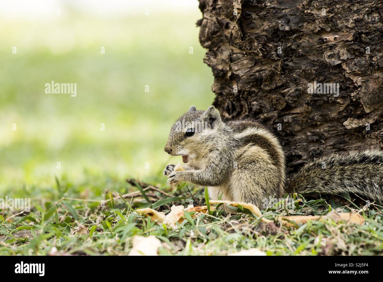 Hungry squirrel at lunch Stock Photo - Alamy