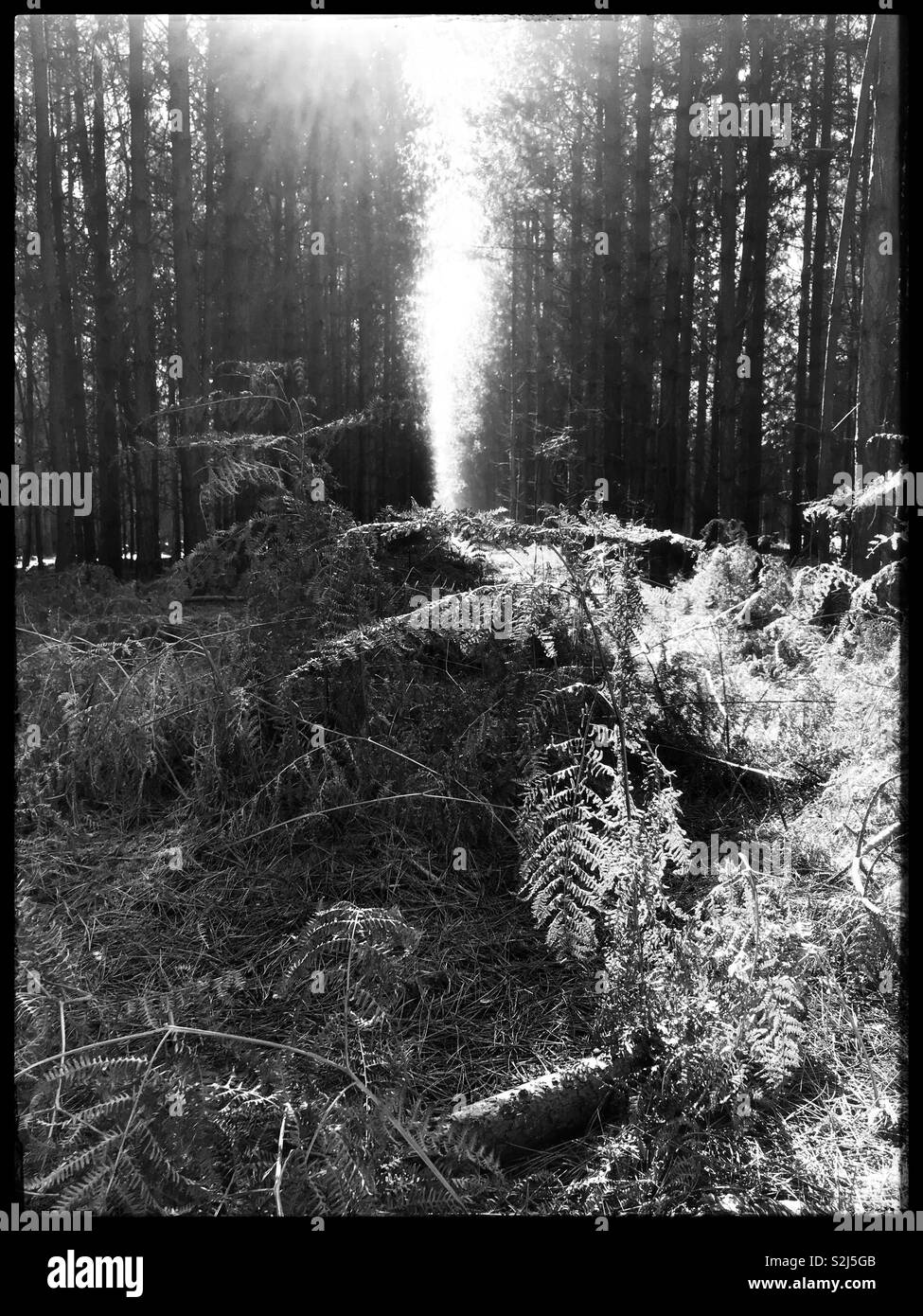 Uk and forestry hi-res stock photography and images - Alamy