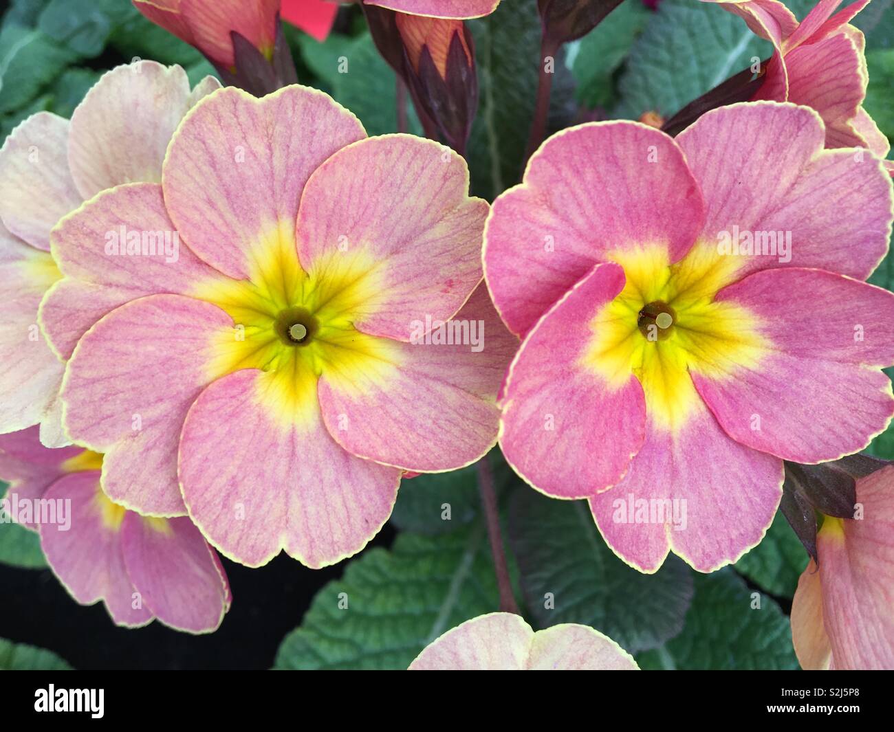 Primrose pink hi-res stock photography and images - Alamy