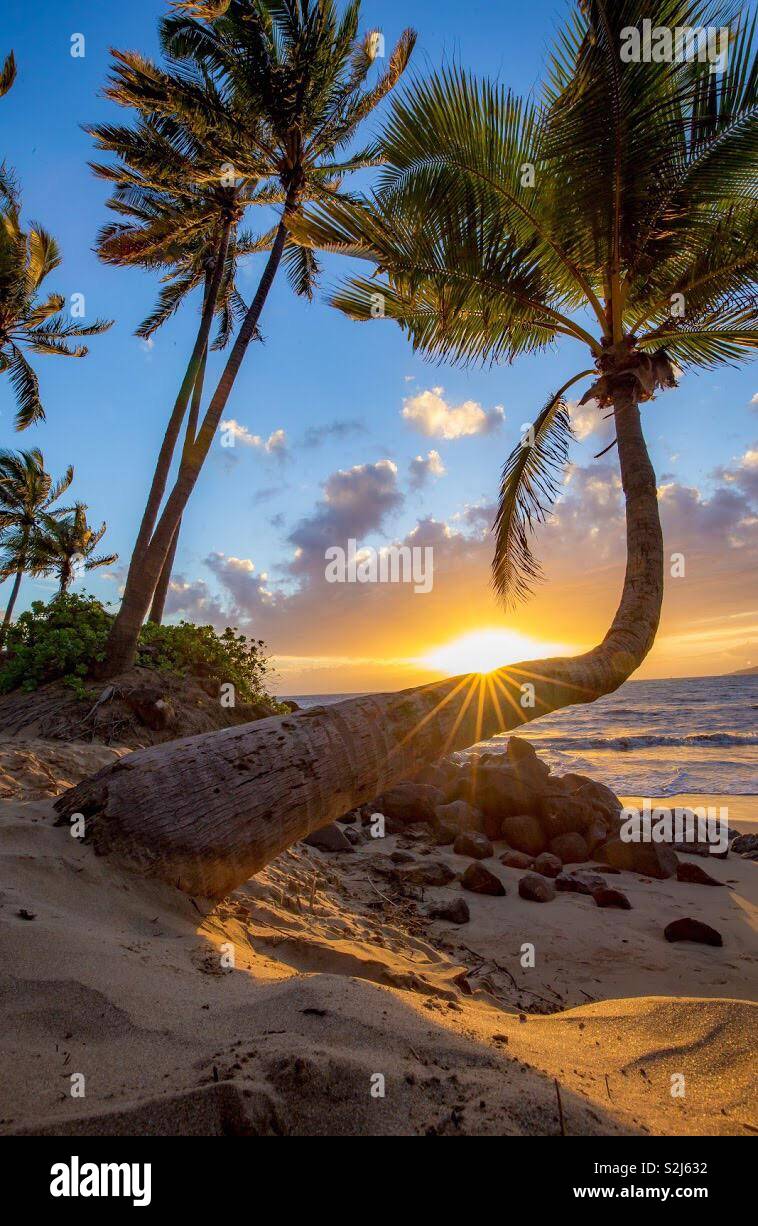 A bent palm tree stretches to the sea on a beach in Hawaii Stock Photo ...