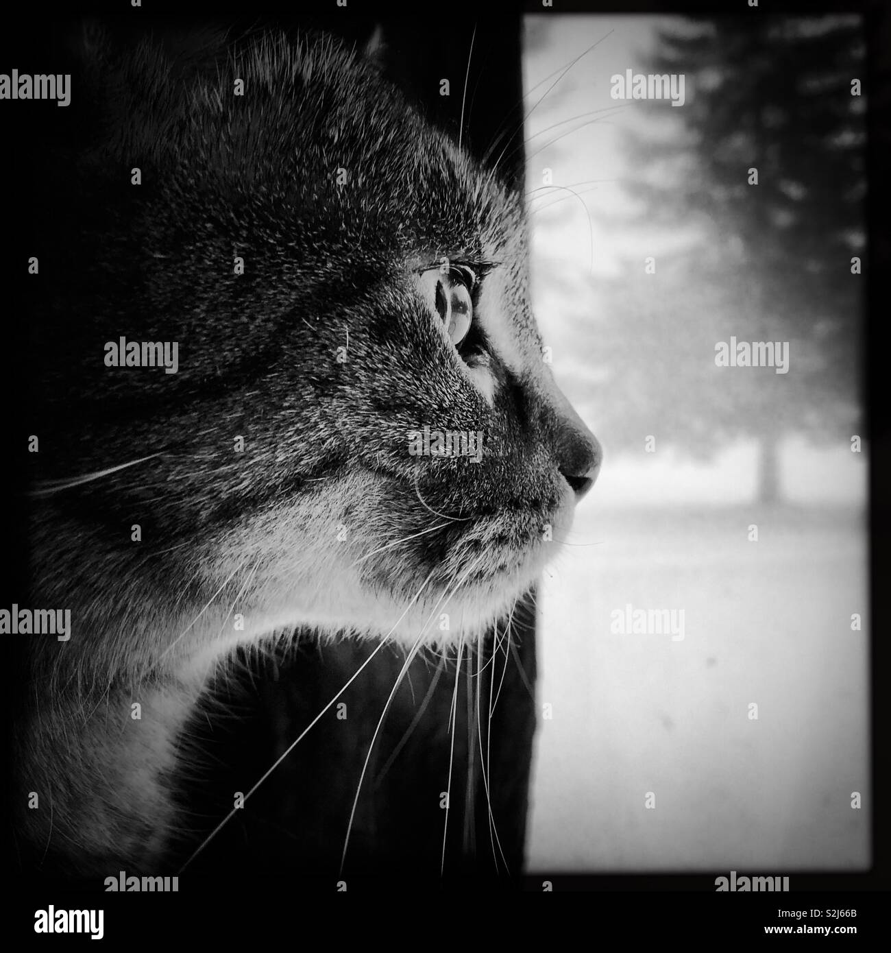 My cat Tasha watching the snow fall Stock Photo - Alamy