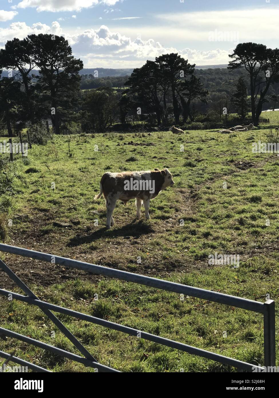 Cow sunshine hi-res stock photography and images - Alamy