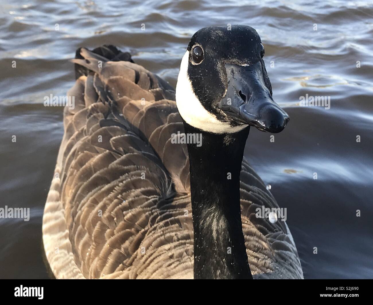 Canada goose eye hi-res stock photography and images - Alamy