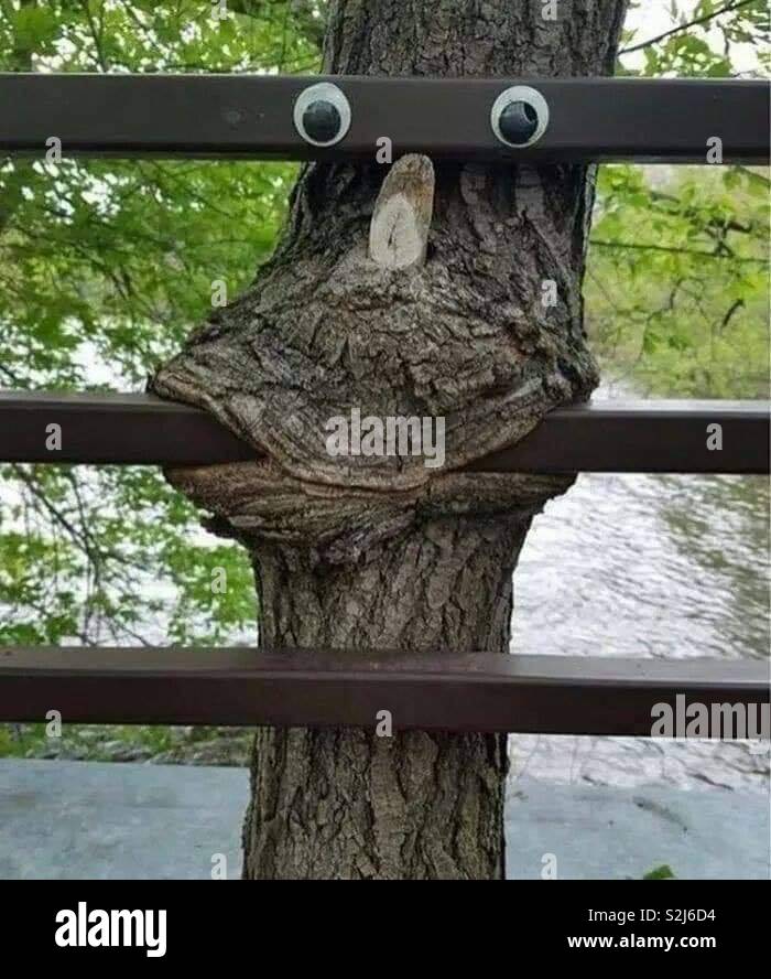 Tree eating fence,,Tree grabbing metal fence,Tree holding on for dear ...