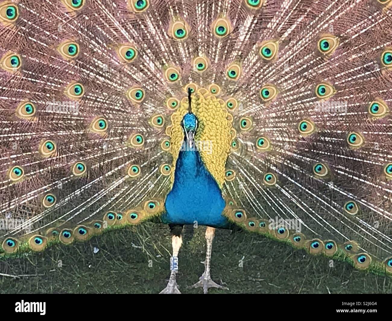 Peacock in bloom hi-res stock photography and images - Alamy