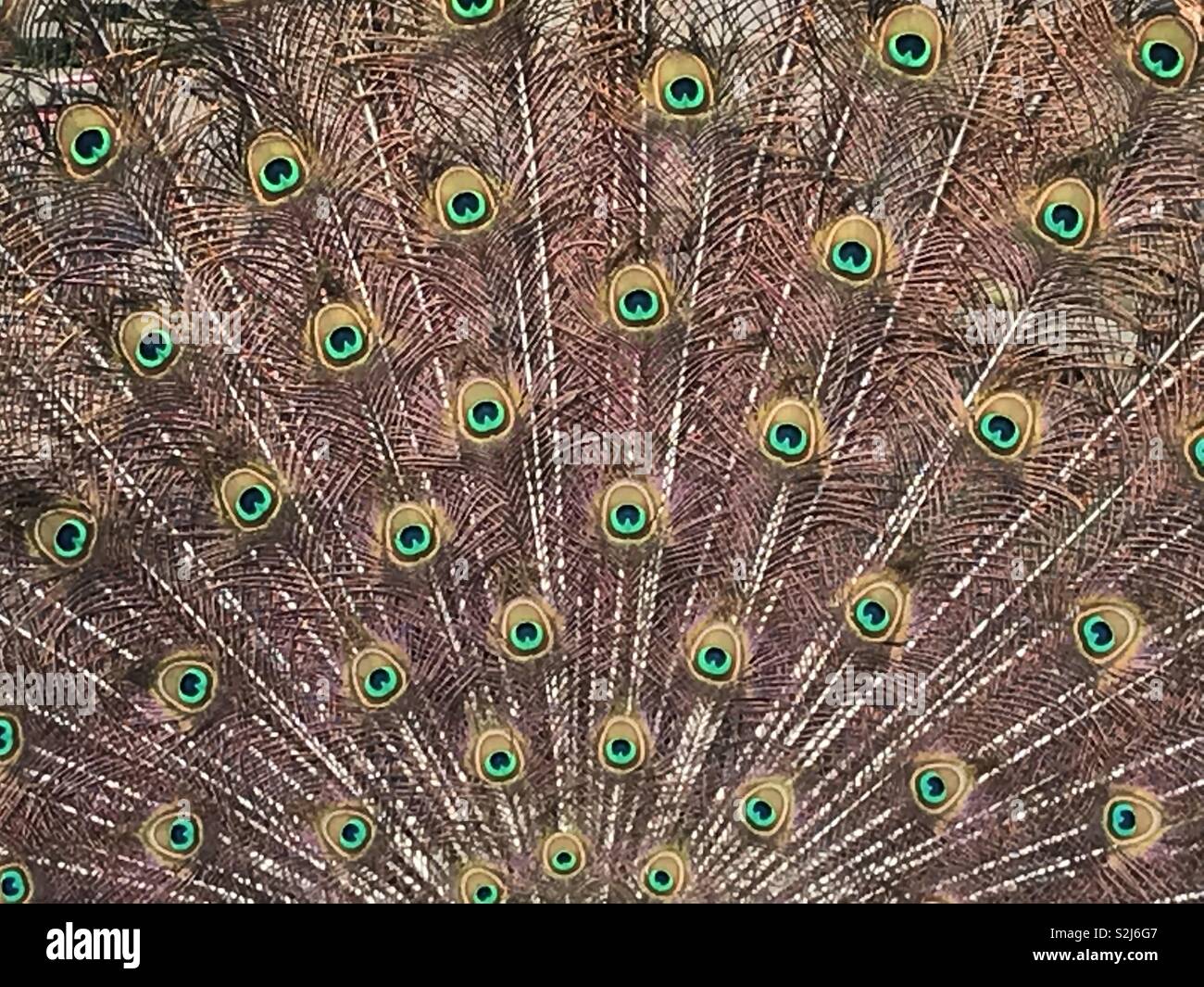 Peacock feathers hi-res stock photography and images - Alamy