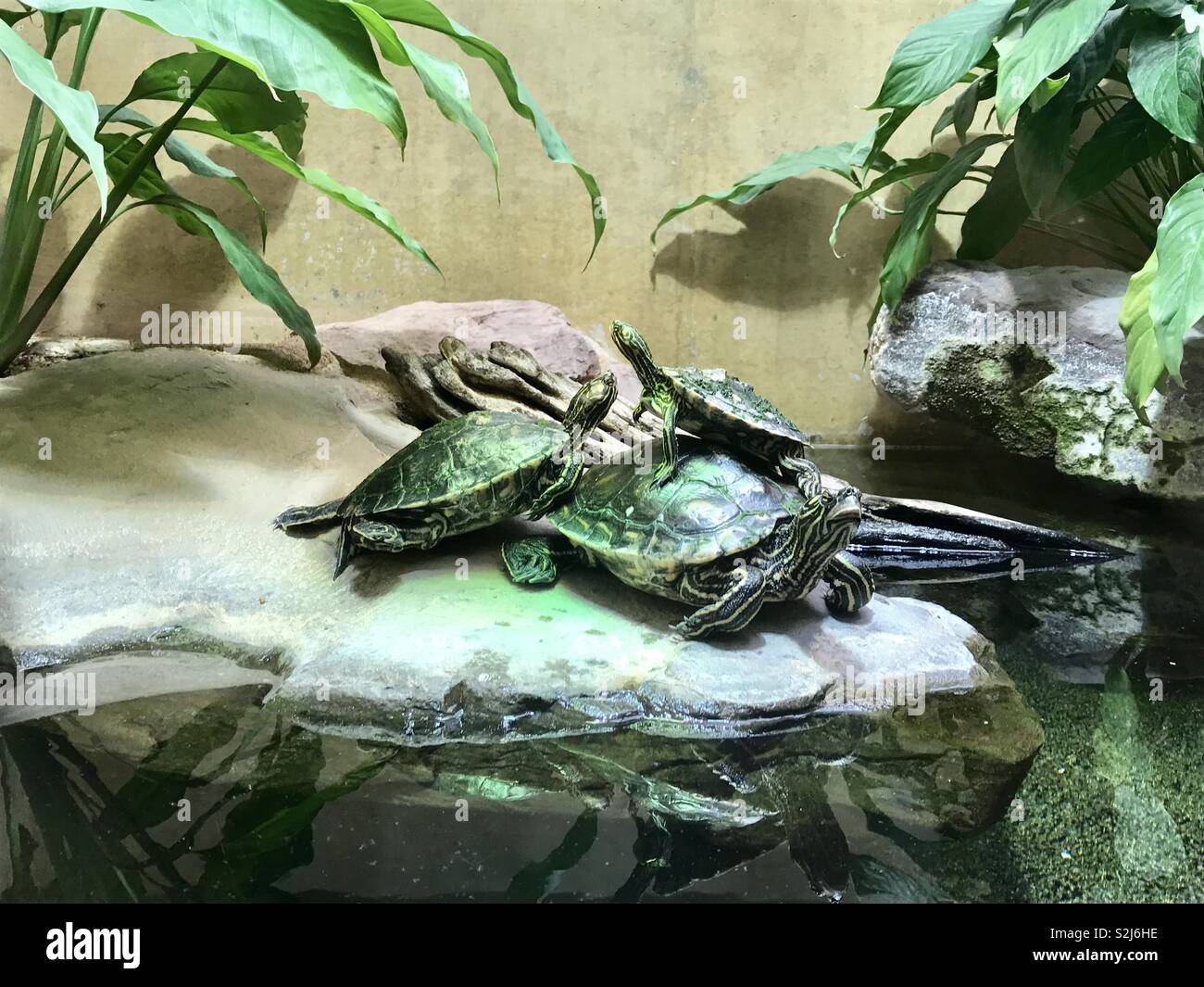 Turtle Family High Resolution Stock Photography and Images - Alamy
