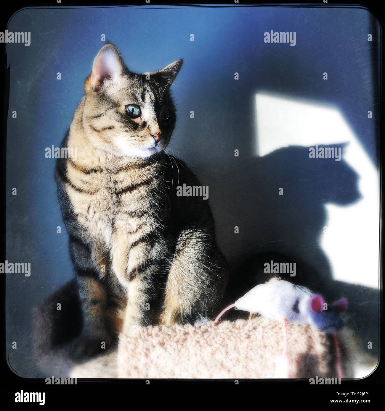 Sun shadow cat hi-res stock photography and images - Alamy