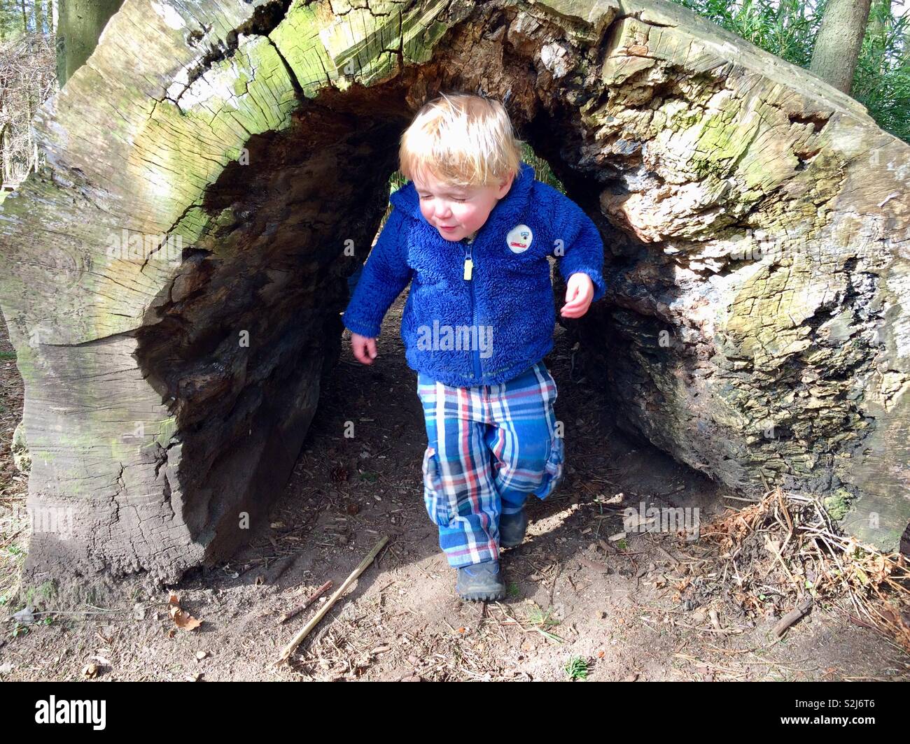 Fallen tunnel tree hi-res stock photography and images - Alamy