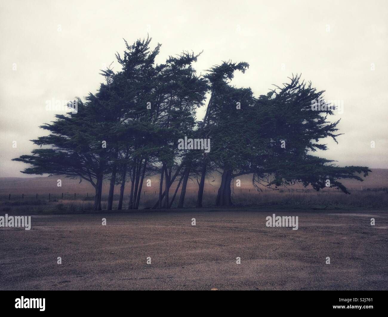 Trees with wind hi-res stock photography and images - Alamy
