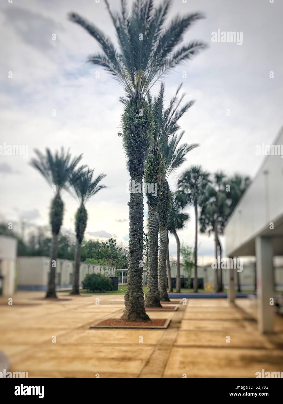Grey palm hi-res stock photography and images - Alamy