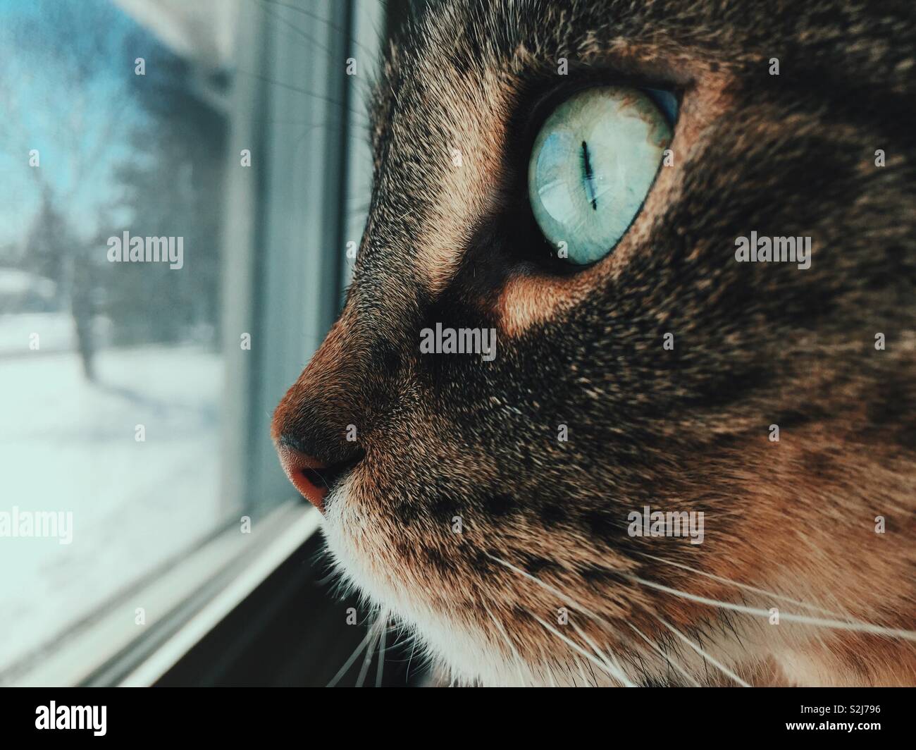 Gazing out your window hi-res stock photography and images - Alamy