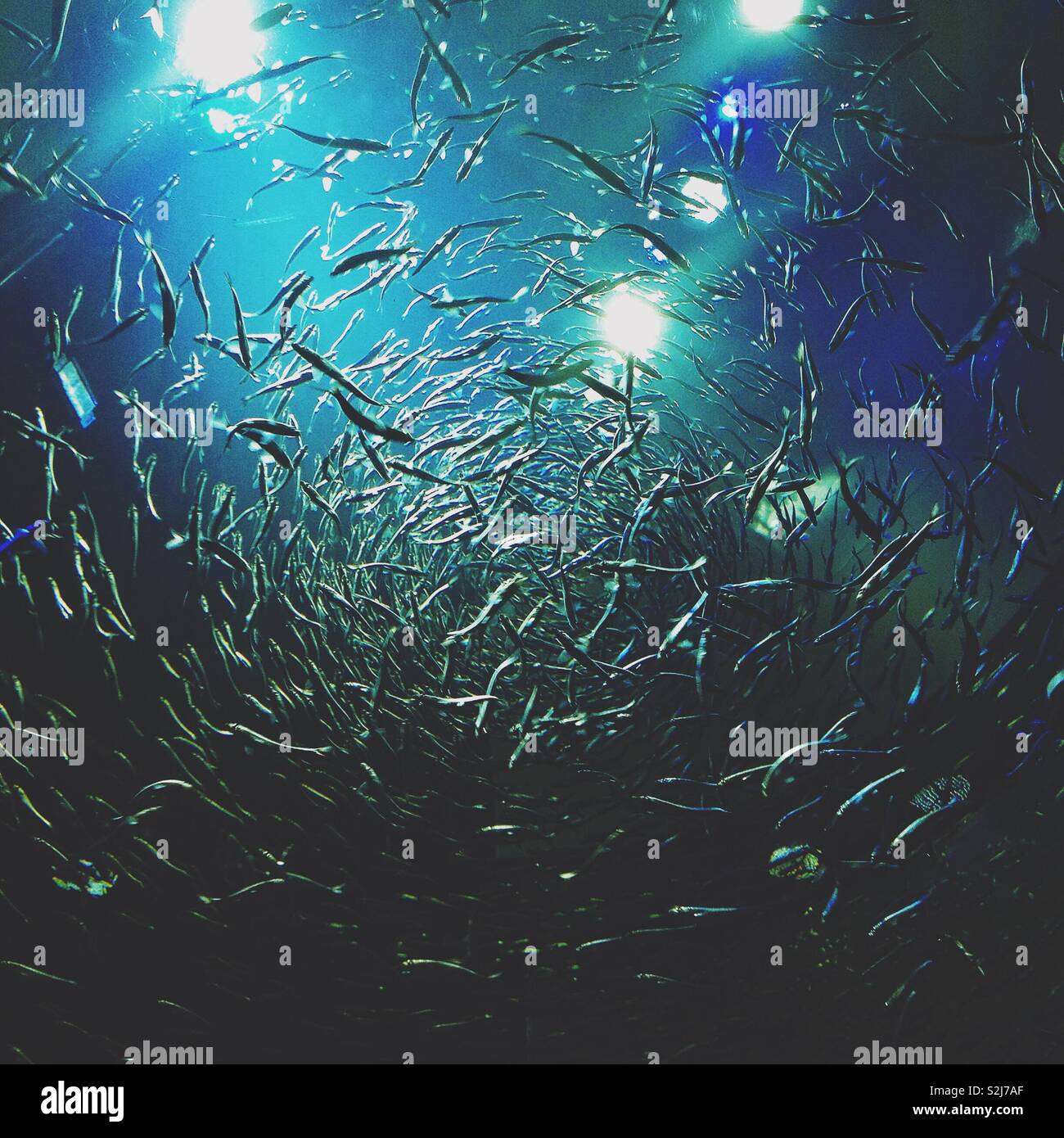Fish look hi-res stock photography and images - Alamy
