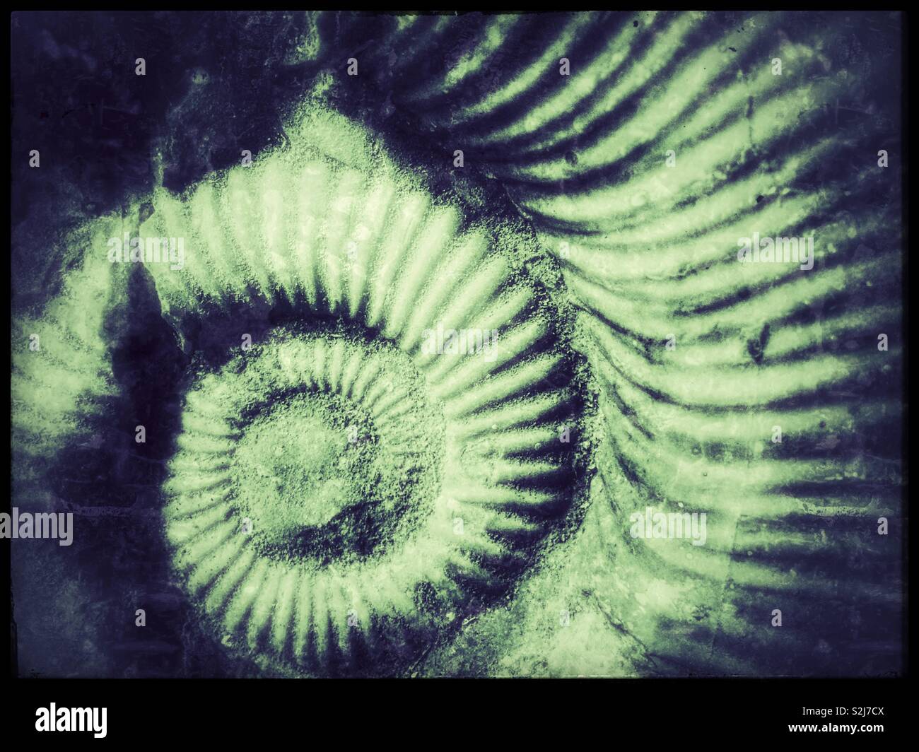 Fossil stone hi-res stock photography and images - Alamy