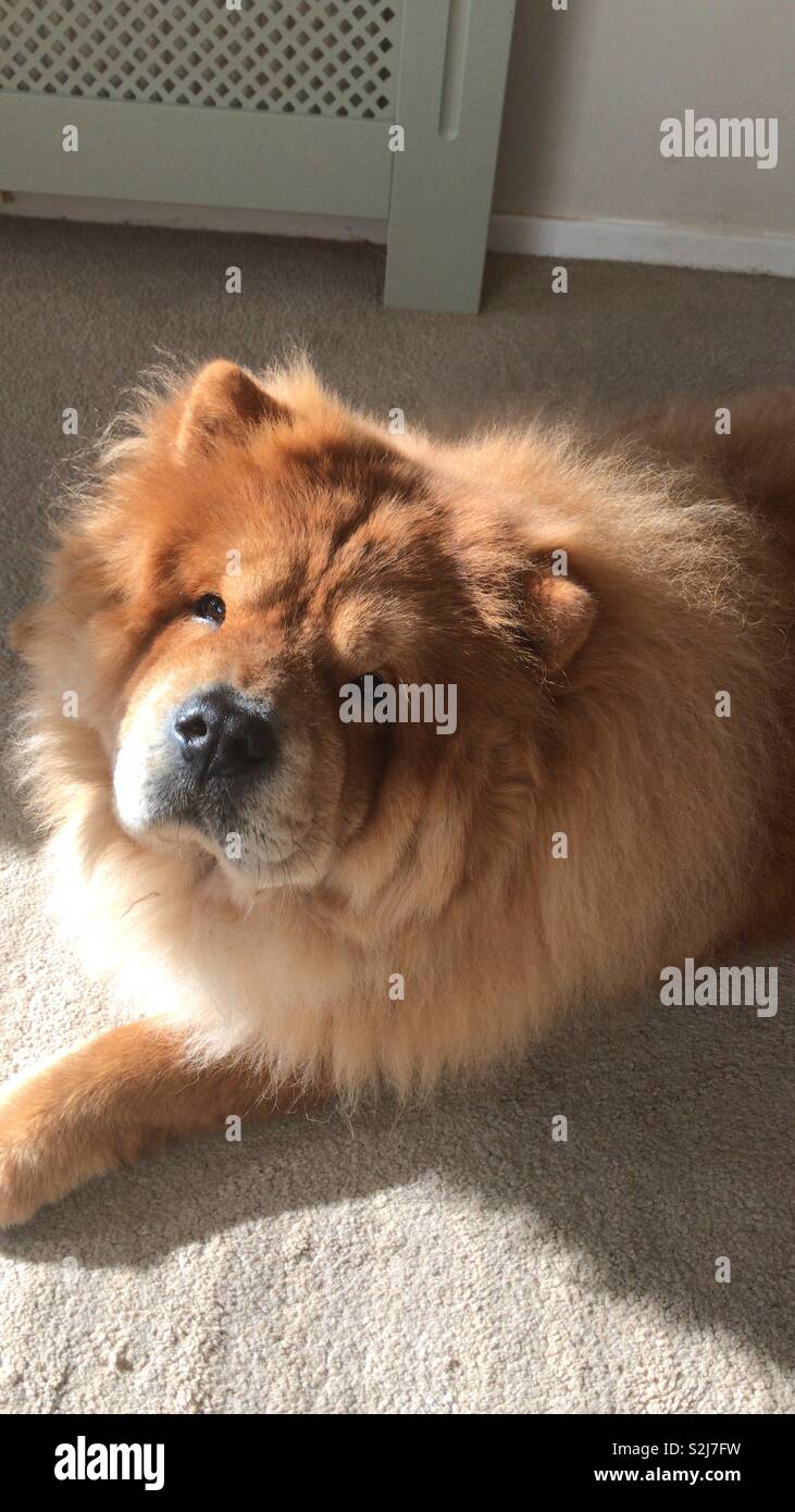 Chow chow in the sun Stock Photo - Alamy