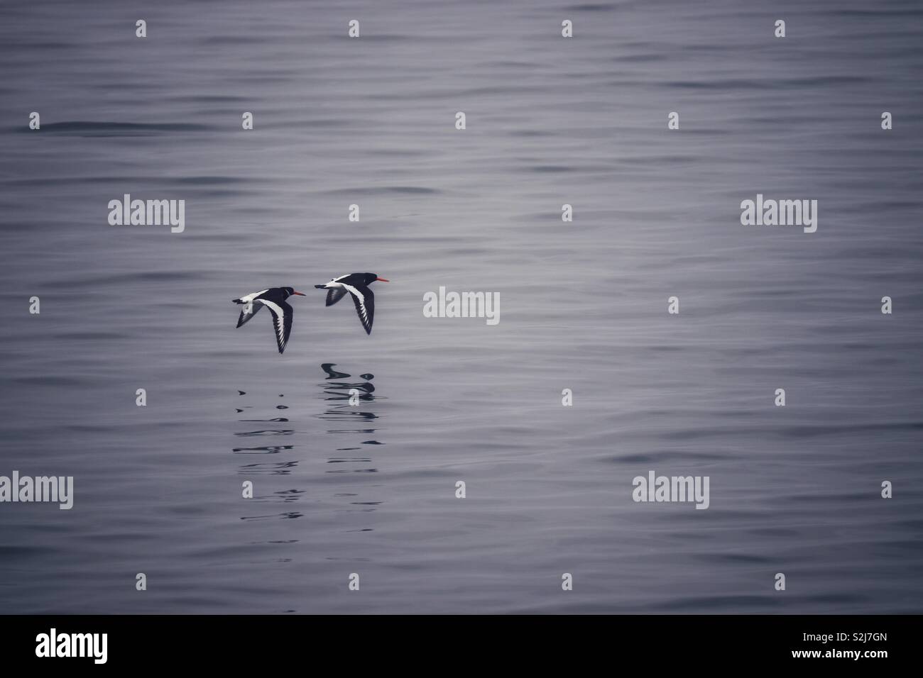 Low flying birds hi-res stock photography and images - Alamy