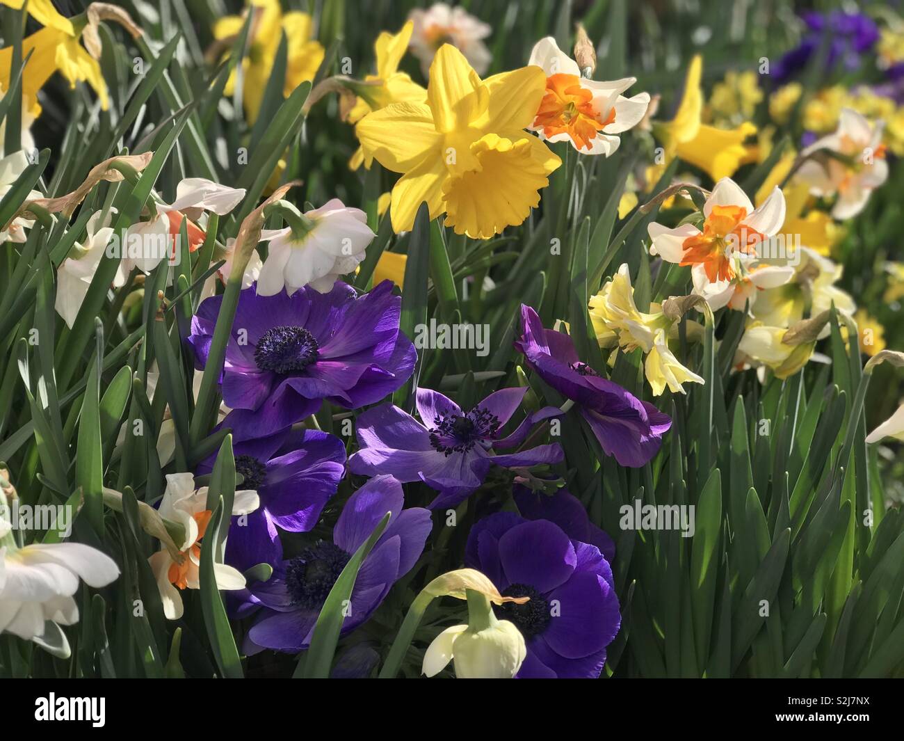 Spring flowers under sunlight Stock Photo - Alamy