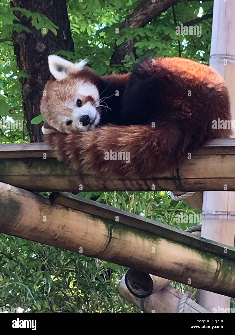 Sleepy red panda hi-res stock photography and images - Alamy