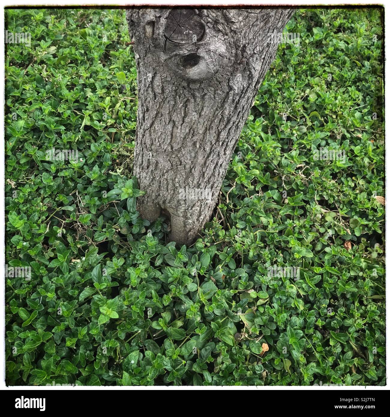 Tree bark and green ground cover Stock Photo - Alamy
