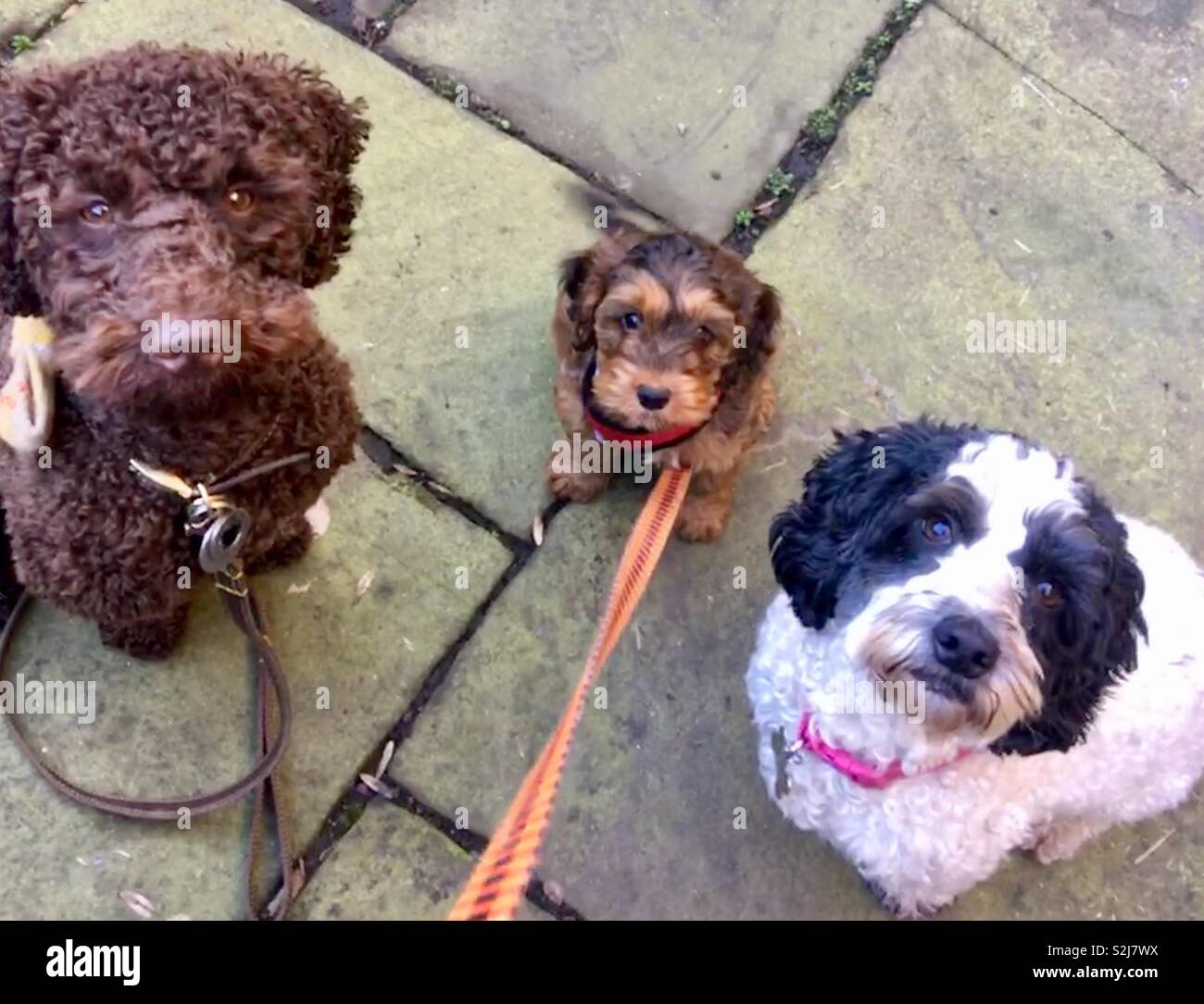 Henry, Dora and Daisy at sausage time Stock Photo - Alamy