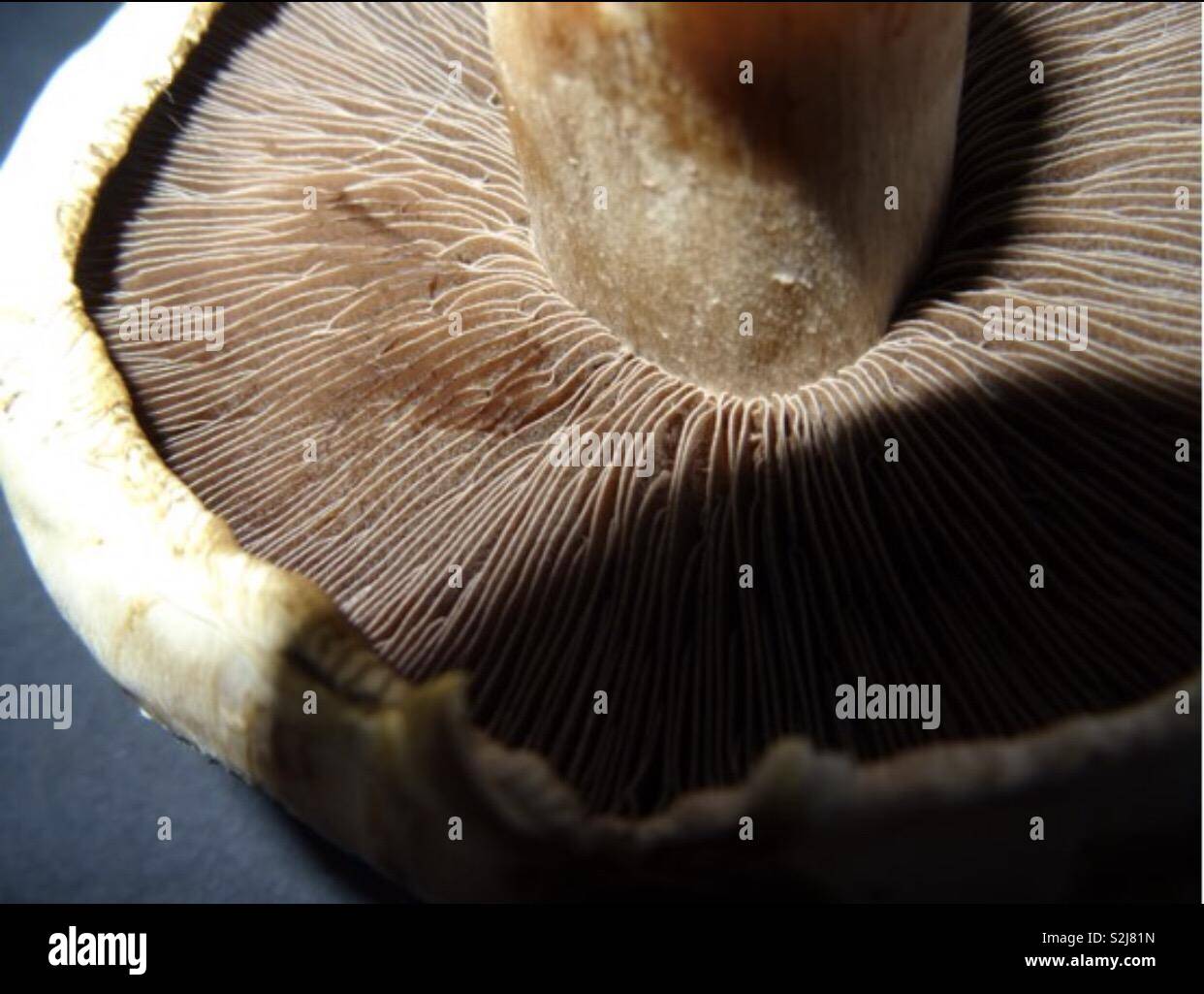 A beautiful mushroom Stock Photo - Alamy