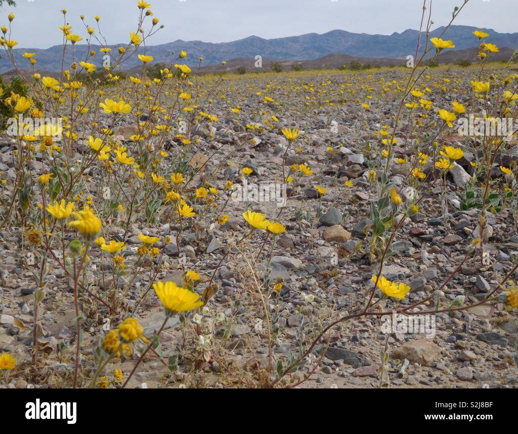 Superbloom death valley hi-res stock photography and images - Alamy