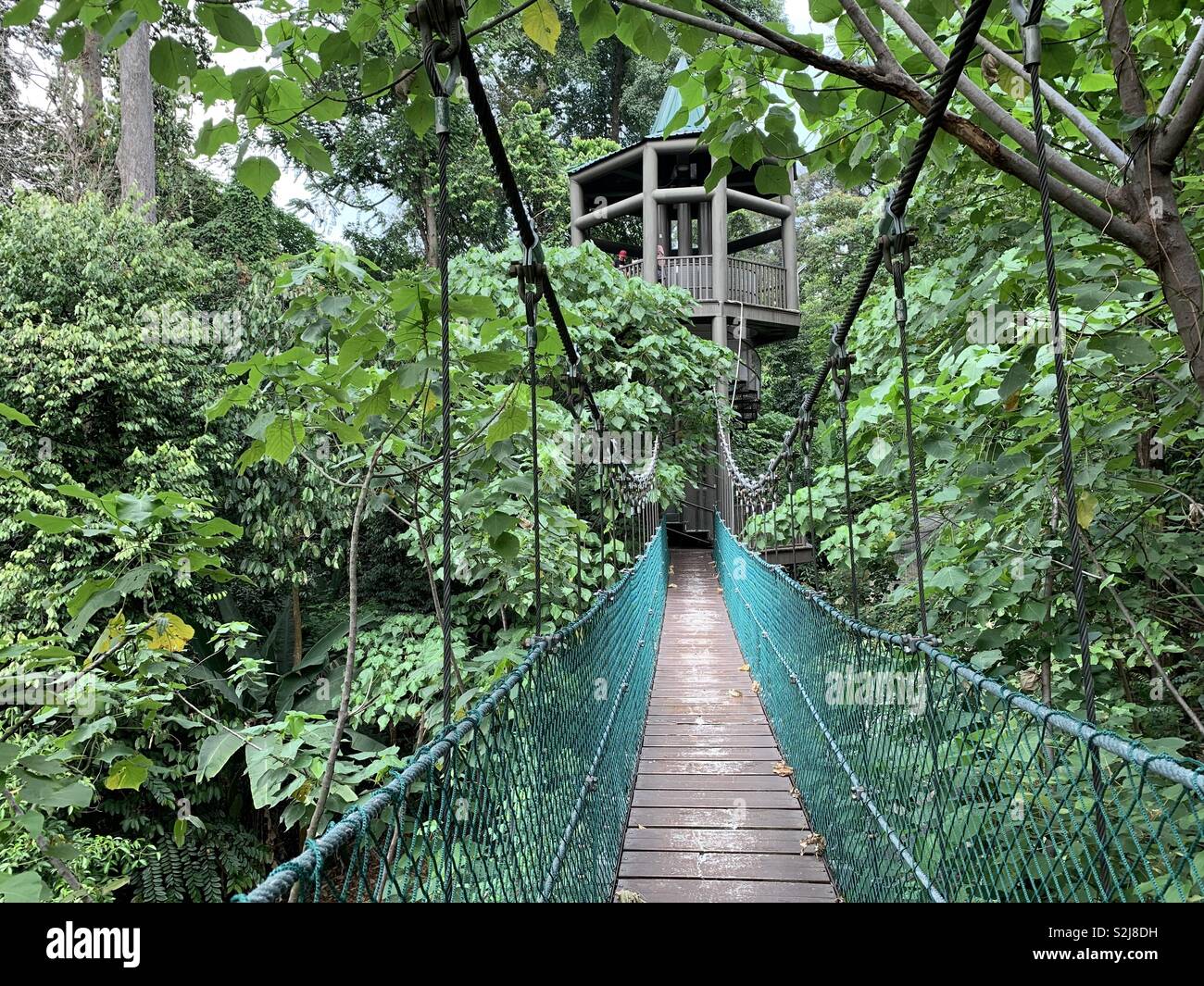 Canopy walk in the forest hi-res stock photography and images - Alamy