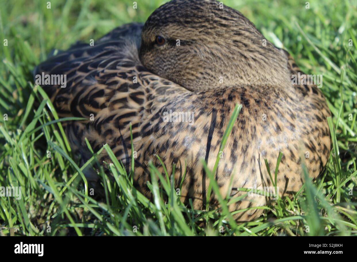 Tired ducks hi-res stock photography and images - Alamy
