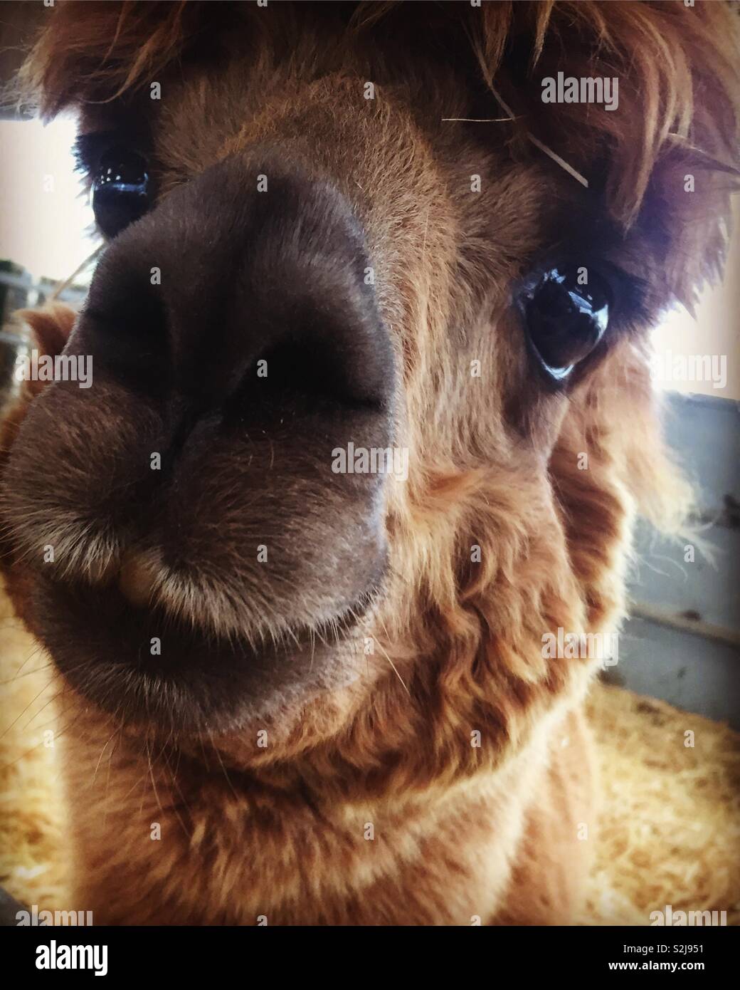 Smiling Llama Stock Photos & Smiling Llama Stock Images - Alamy