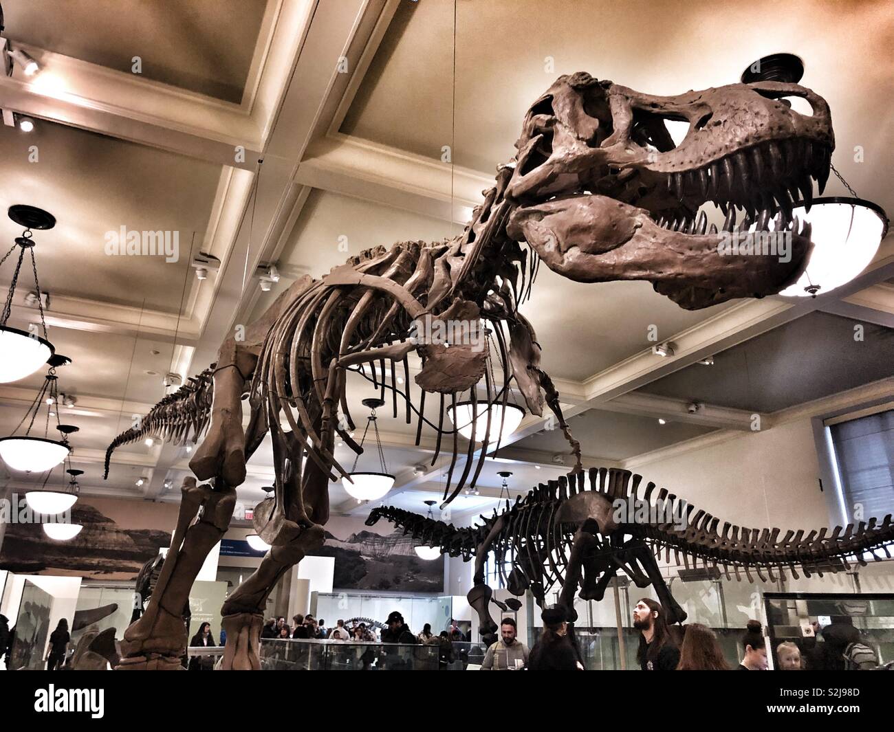 Museum of natural history new york rex hi-res stock photography and ...