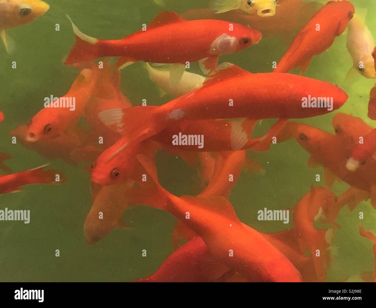 Goldfish pond hi-res stock photography and images - Alamy