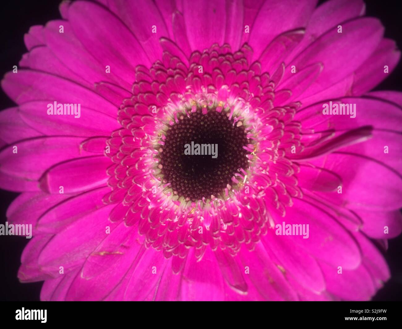 Hot pink flower hi-res stock photography and images - Alamy