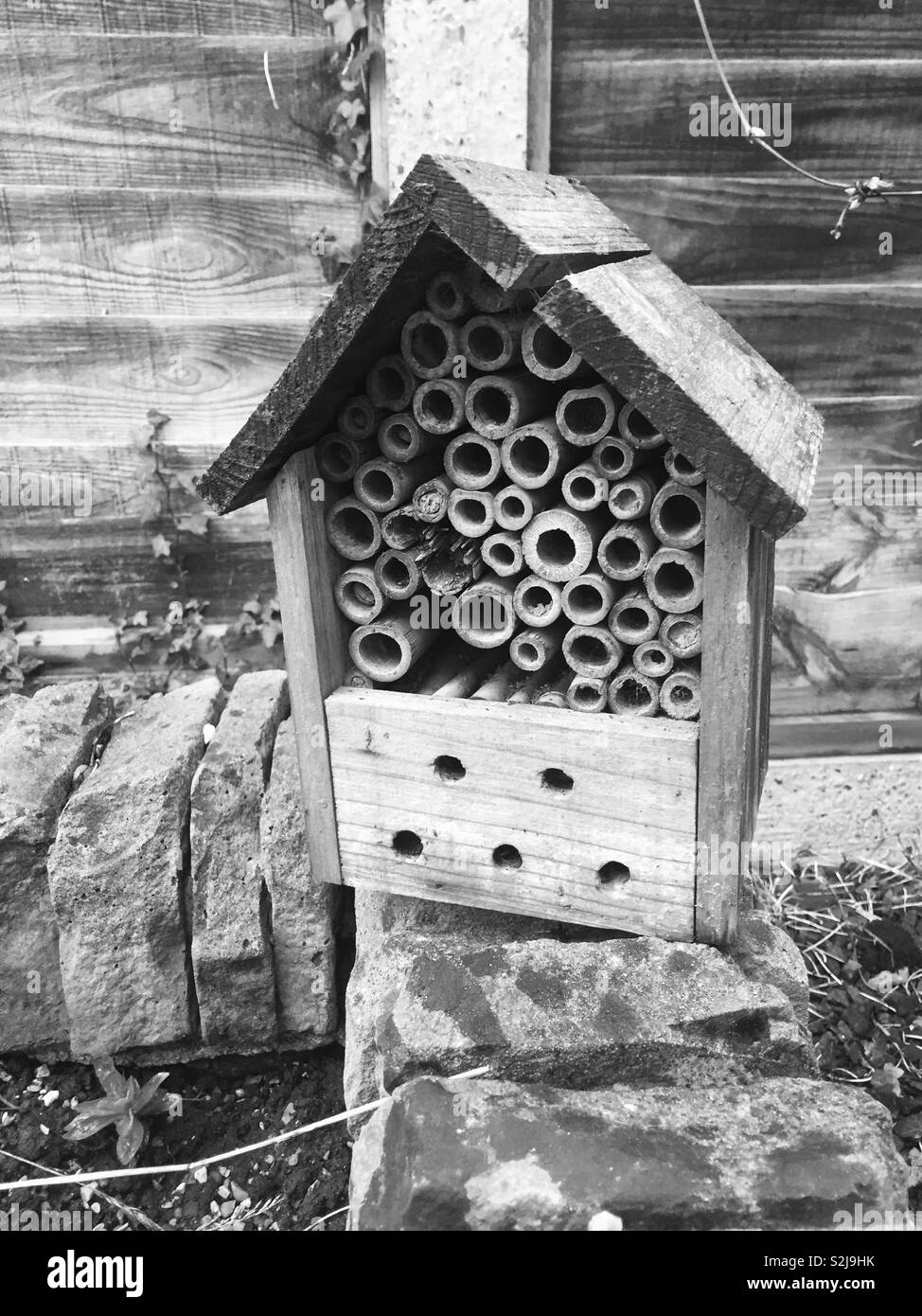 Home insect Black and White Stock Photos & Images - Alamy