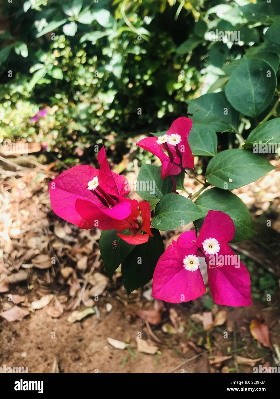 Pink paper flowers Stock Photo - Alamy