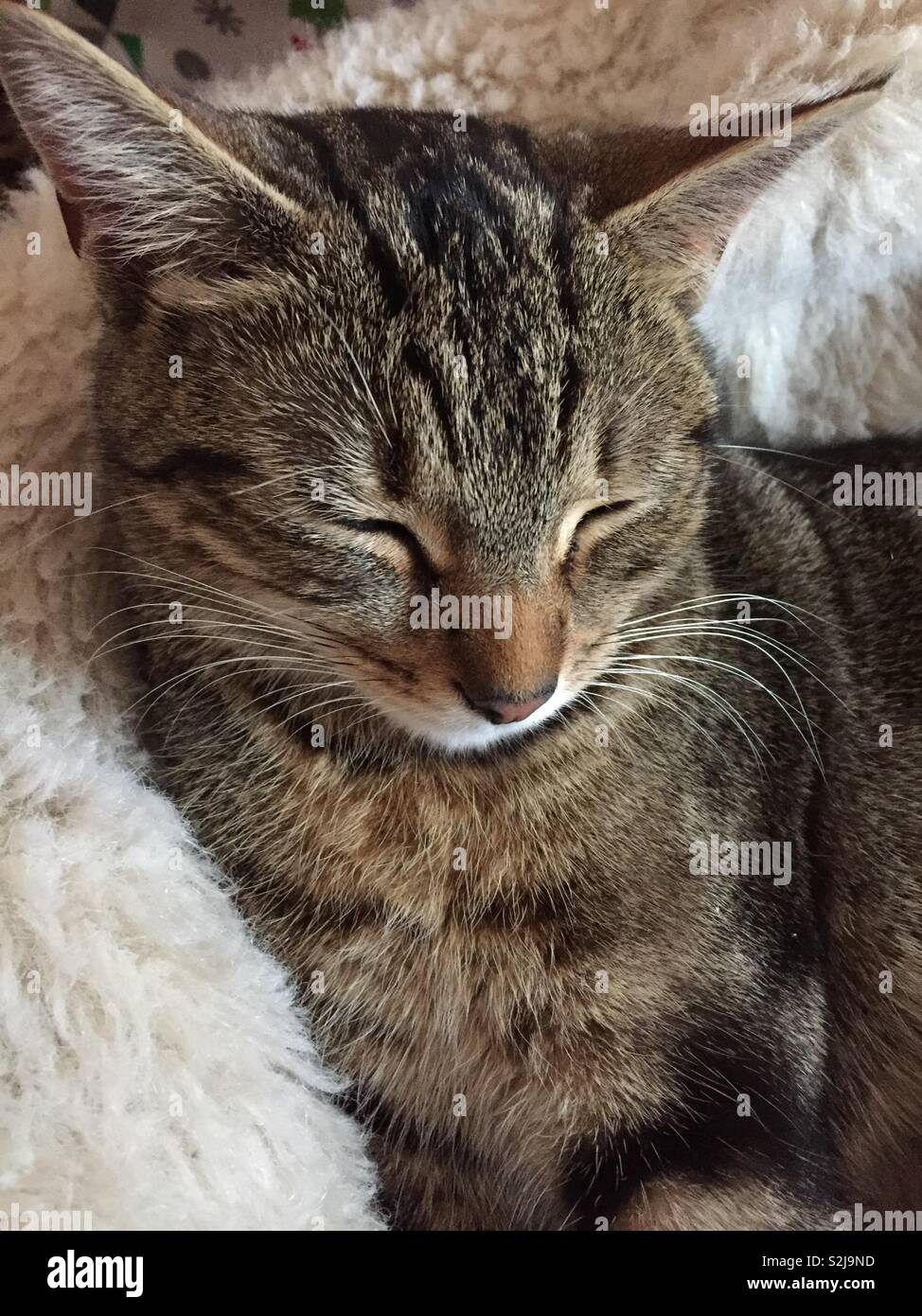 Sleeping tabby cat Stock Photo - Alamy