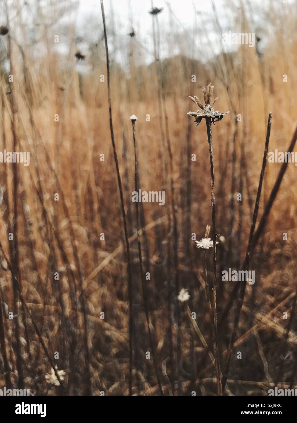 Prairie grass hi-res stock photography and images - Alamy