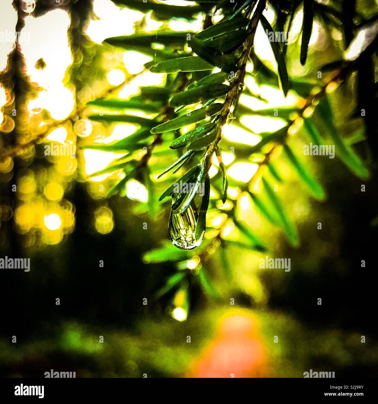 Raindrop refraction hi-res stock photography and images - Alamy