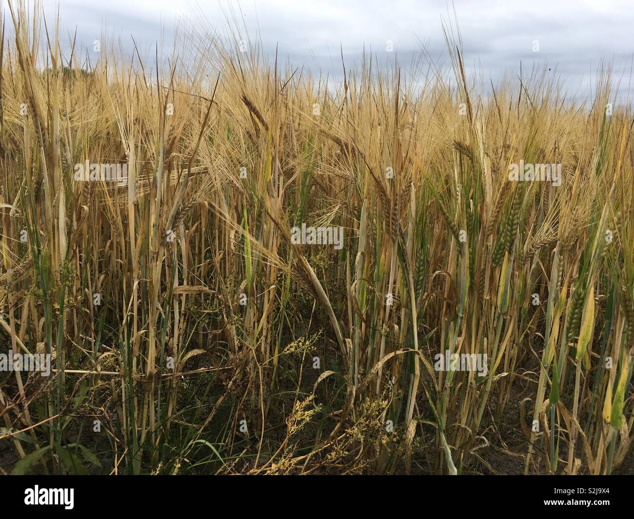 High grass field hi-res stock photography and images - Alamy